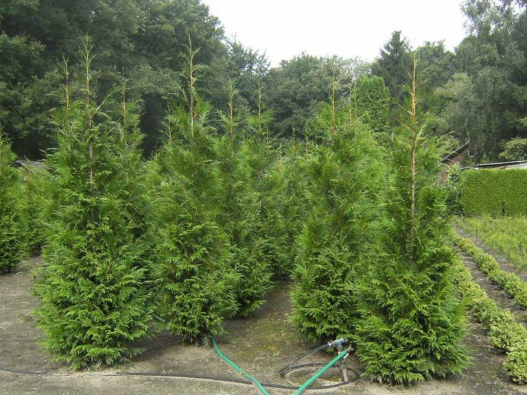 Coniferen bomen en struiken voor uw tuin of haag | A.J. van der Grift ...