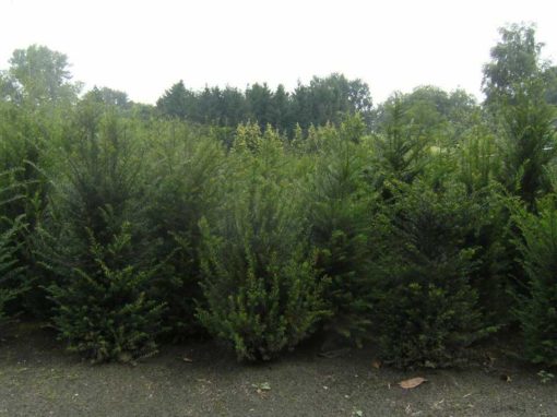Taxus bomen en struiken voor uw tuin en haag | A.J. van der Grift ...